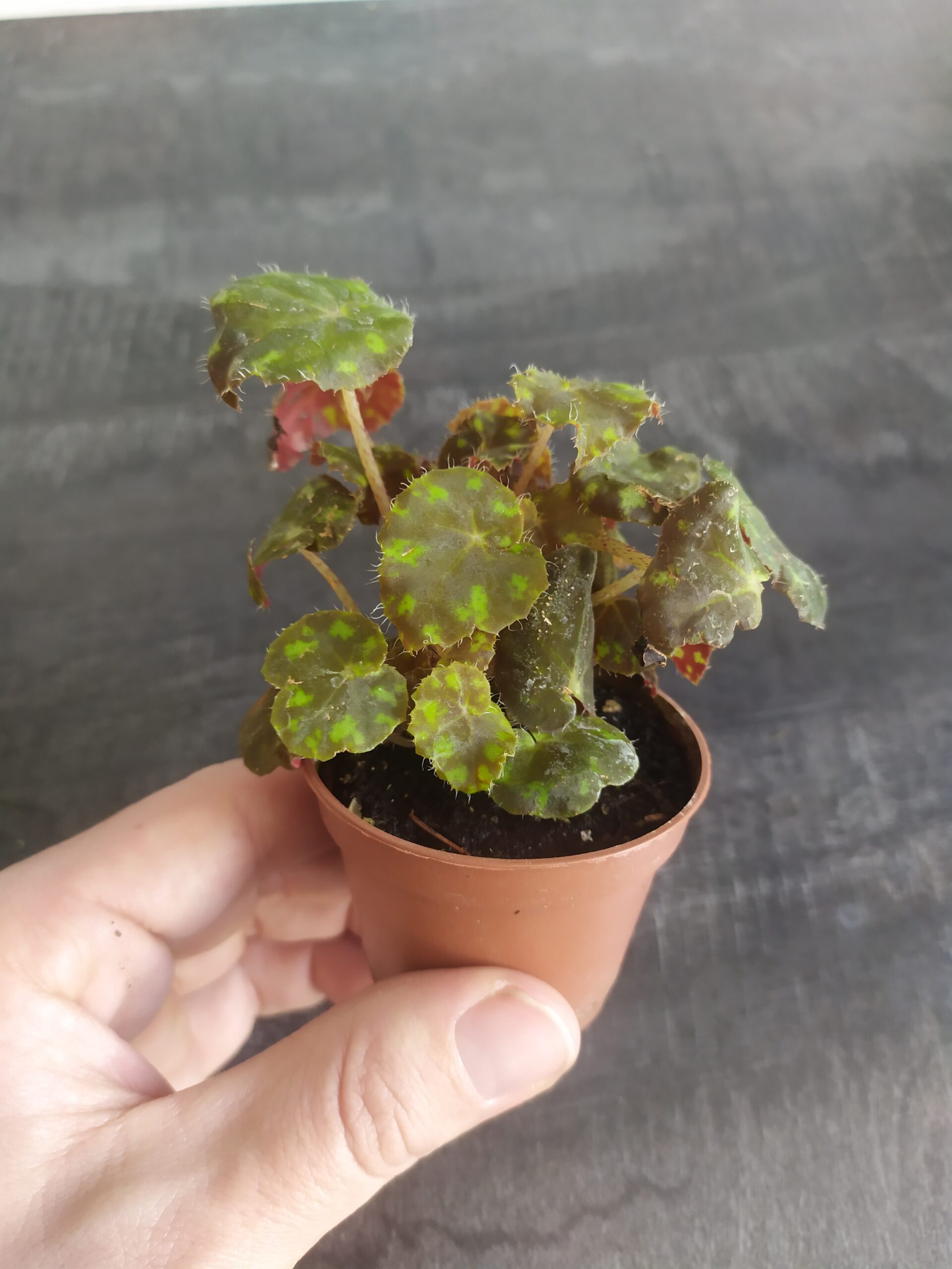 Begonia bowerae ‘Tiger’ – PinkTropical.fr