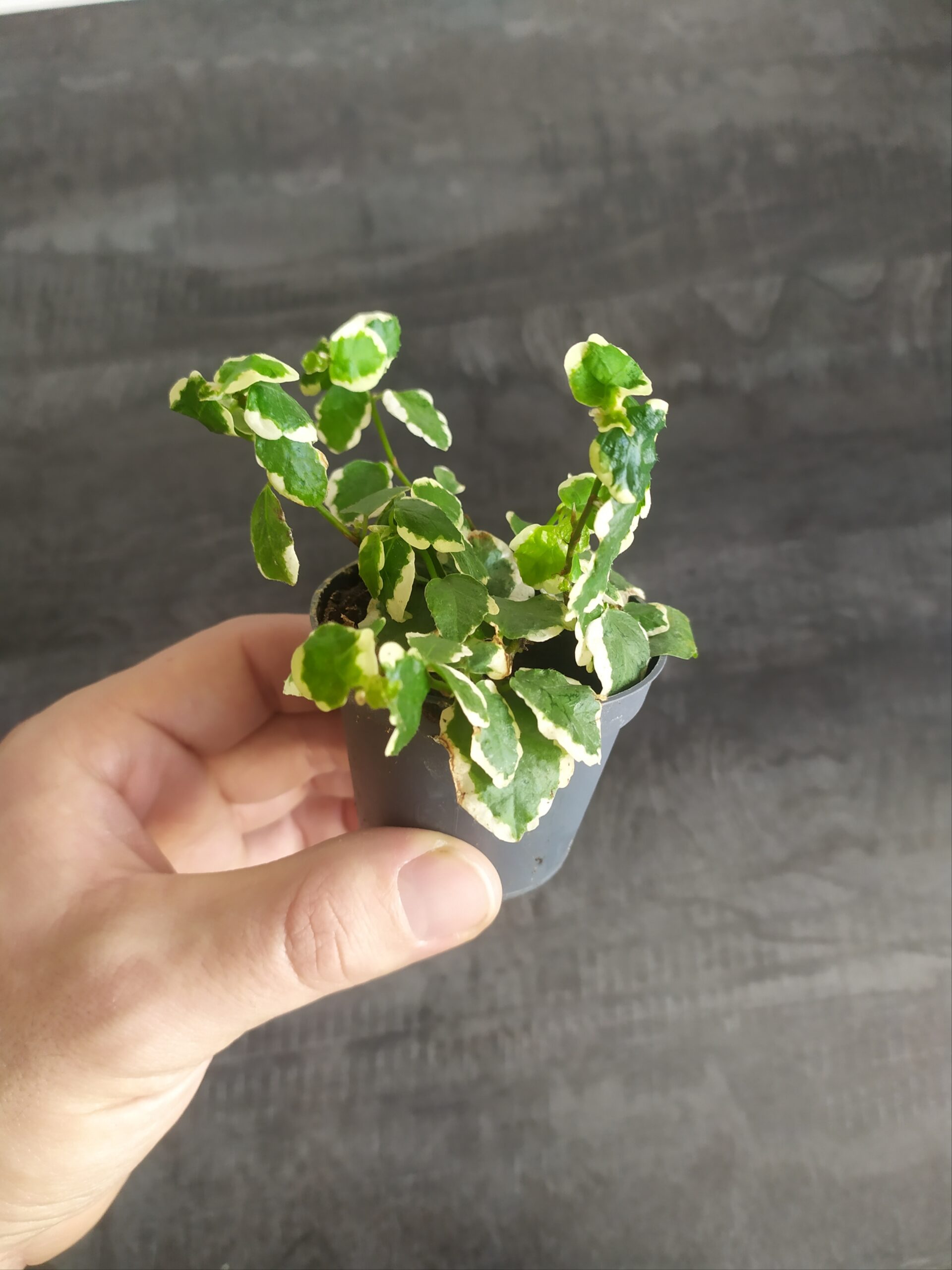 Ficus pumila « white sunny » – PinkTropical.fr