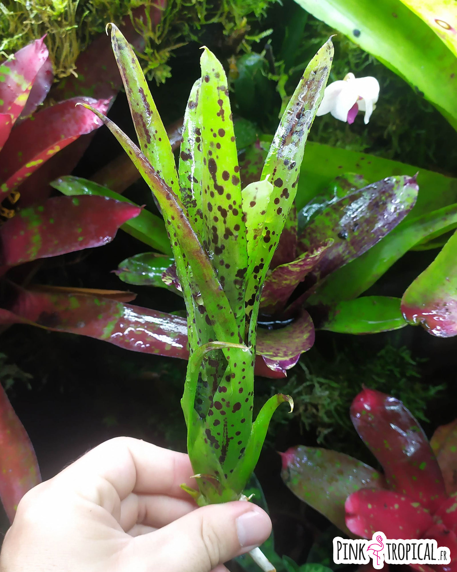 Neoregelia Anteia – PinkTropical.fr