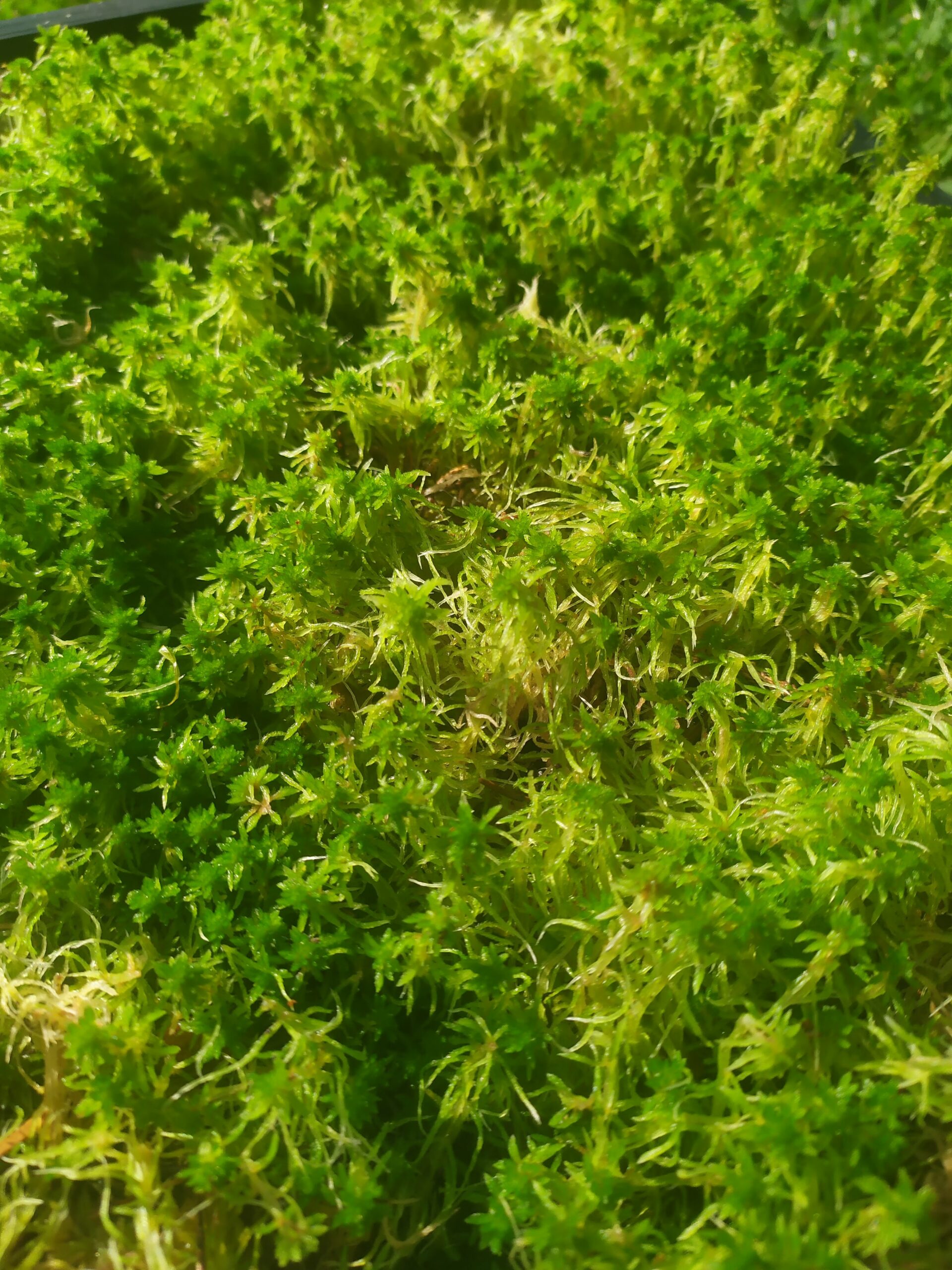 Sphaigne vivante en vrac - sachet de 1L - PinkTropical.fr