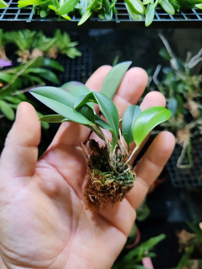 Orchidée miniature - Restrepia contorta - PinkTropical.fr